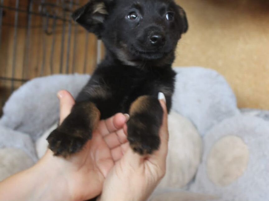 Кнопочка 1.5 мес