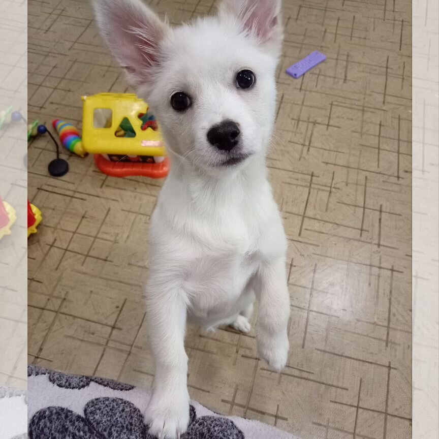 Щенок в добрые руки