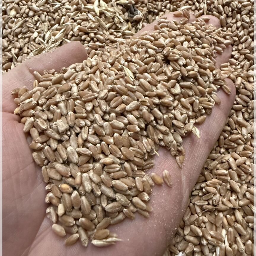 Пшеница мягкая Эритроспермум 59