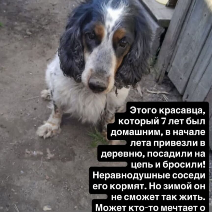 Спаниель ищет любящую семью