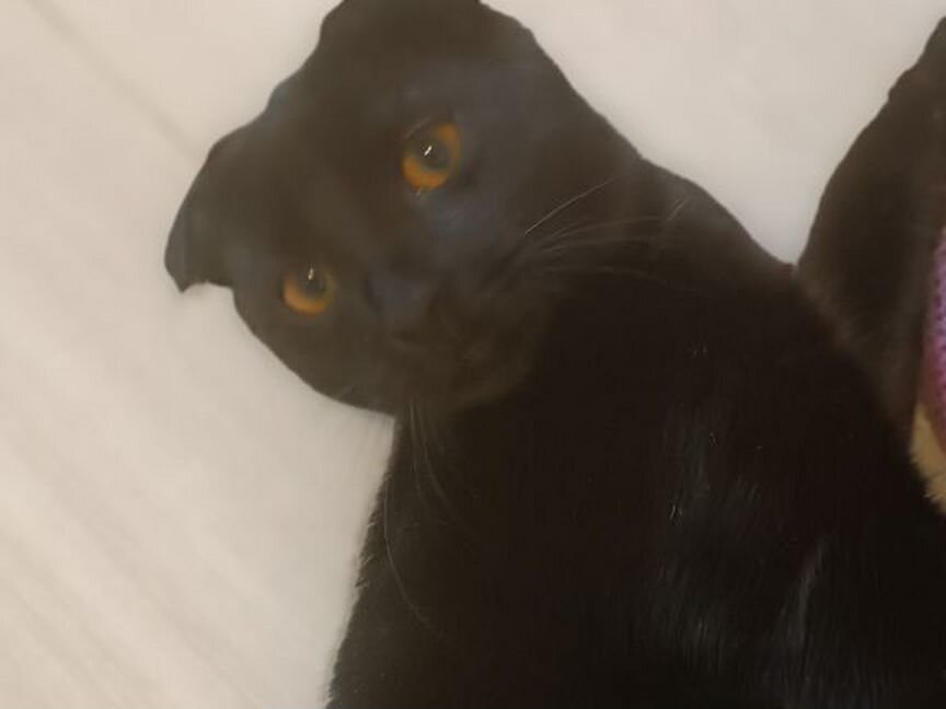 Кошка, кот