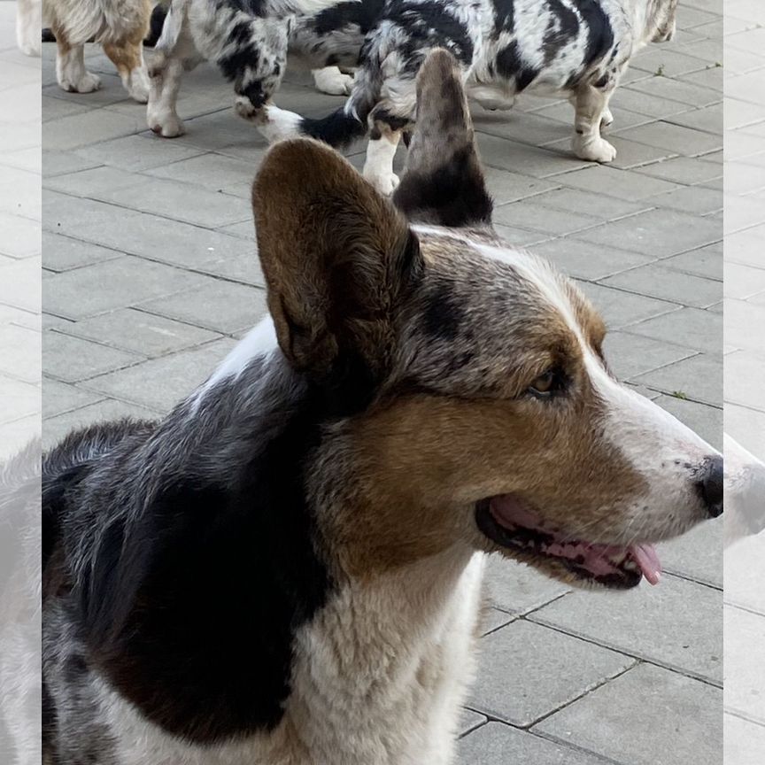 Мраморные корги Lily Crown