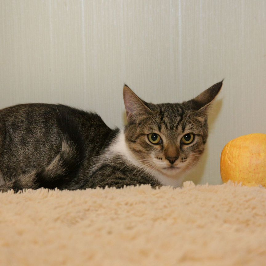 Машенька 5 месяцев в добрые руки