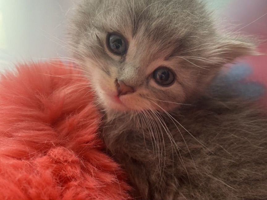 Котенок Нафаня