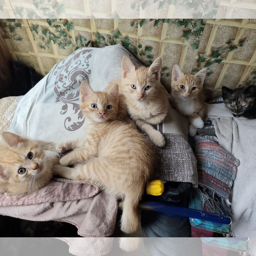 Котята в добрые руки бесплатно