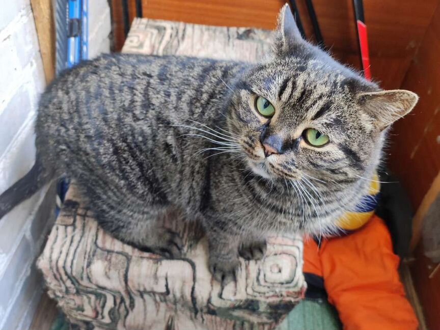 Отдам кота в добрые руки