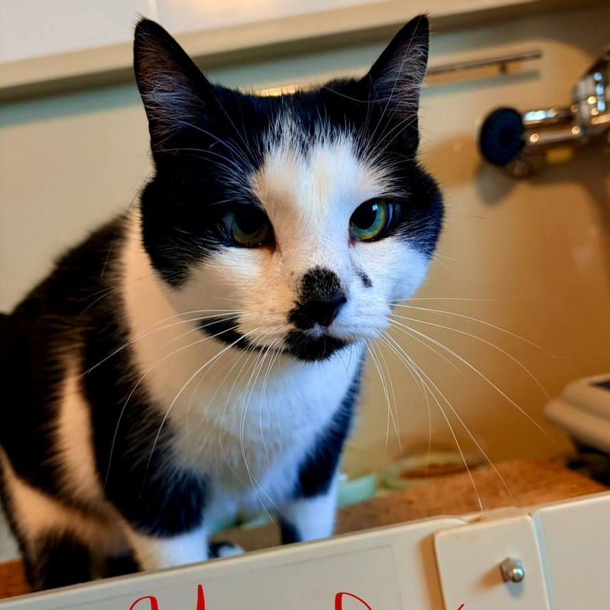 Взрослая, кошка в добрые руки