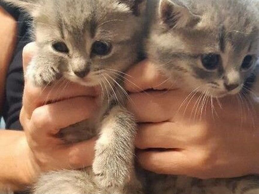 Британская кошка