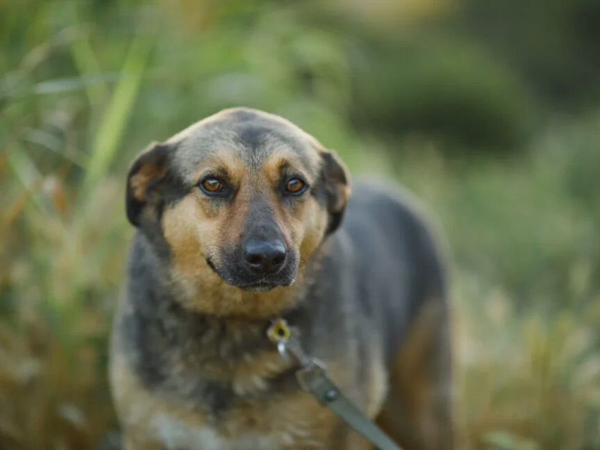 Дина из приюта Поводог в Сочи Отправка в любой гор