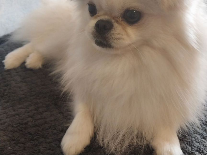 Померанский шпиц вязка