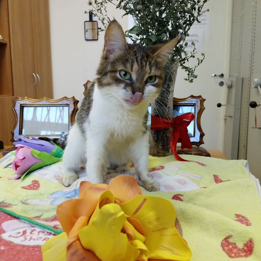 Котята в добрые руки девочки