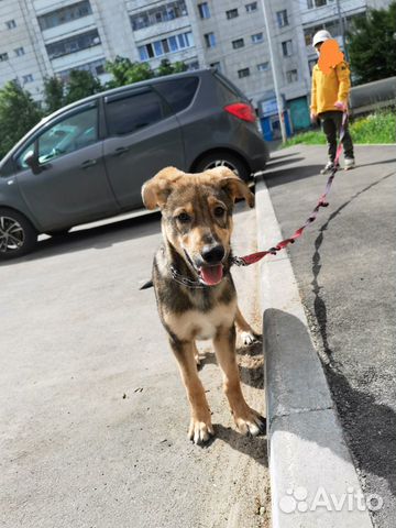 Собаки бесплатно в добрые руки щенки
