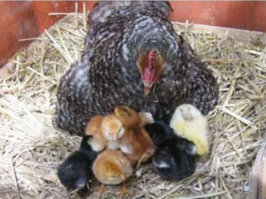 Клушка с цыплятами