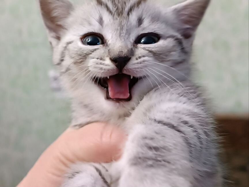 Шотландские вислоухие и прямоухие котята
