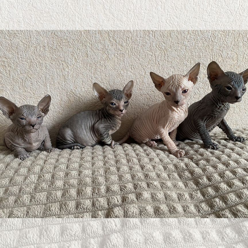 Донской сфинкс котята