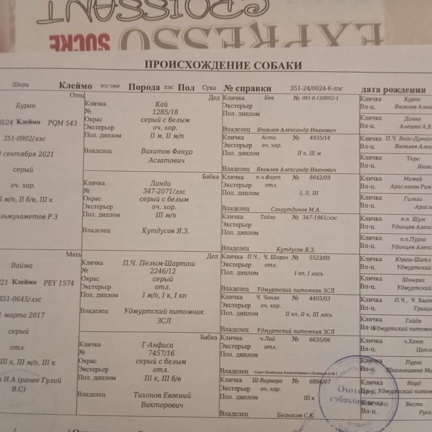 Щенки лайки зсл
