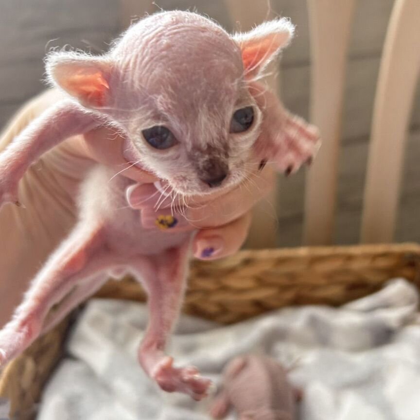 Донской сфинкс котёнок