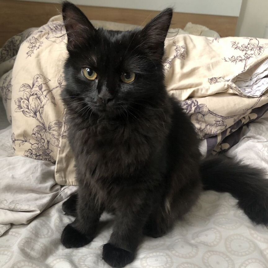 Кошка 5 месяцев