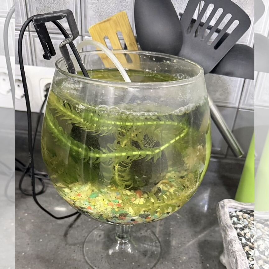 Аквариум, фильтр и три рыбки