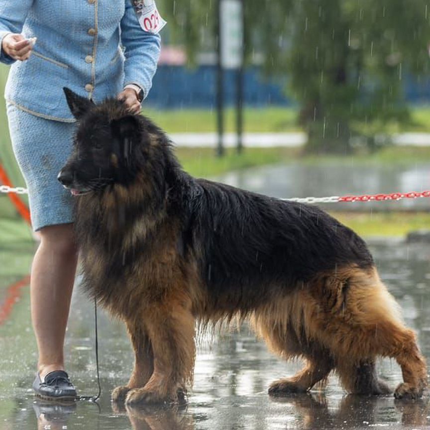 Роскошный черный длинник
