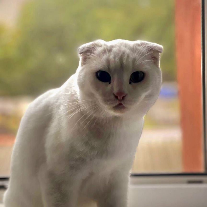 Молодая кошечка Милка в поисках дома