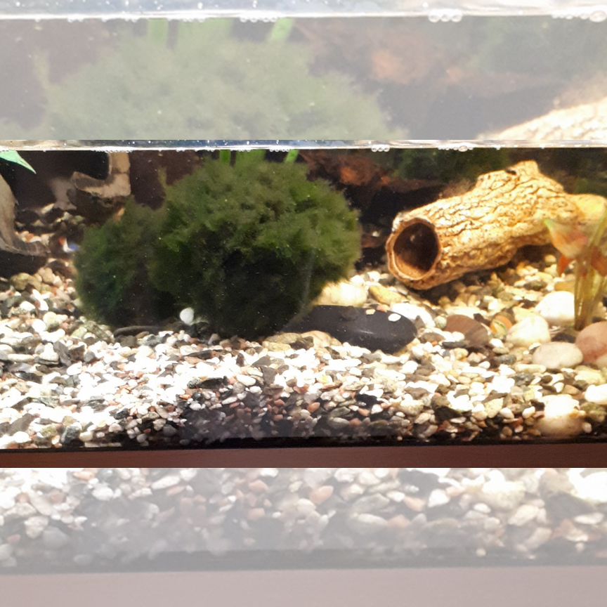 Кладофора шаровидная аквариумная