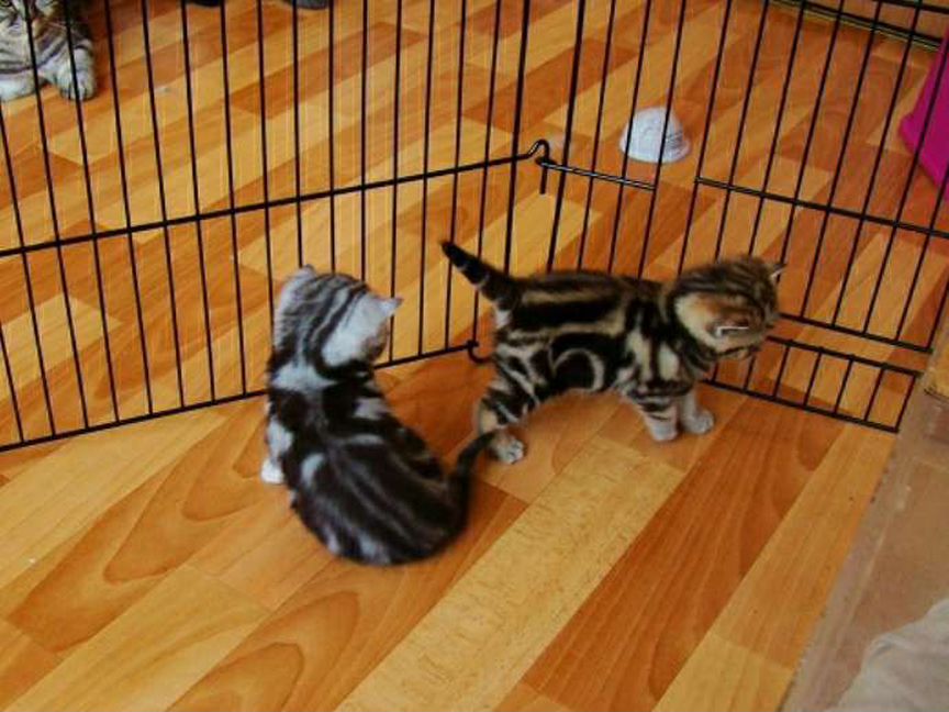 Яркие мраморные британцы