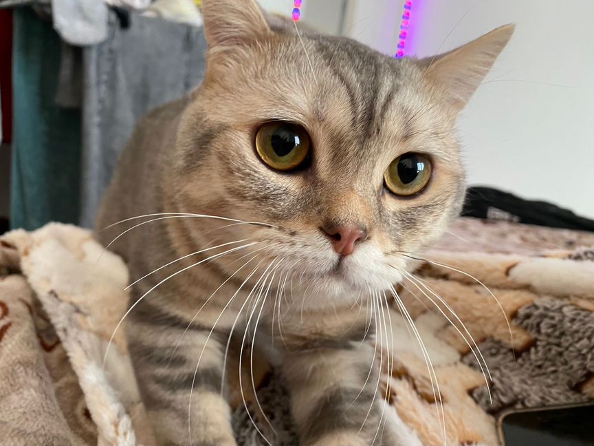 Кот