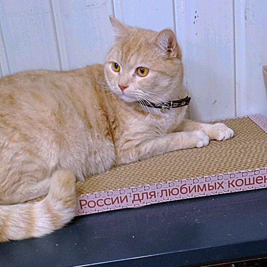 Котик в добрые руки