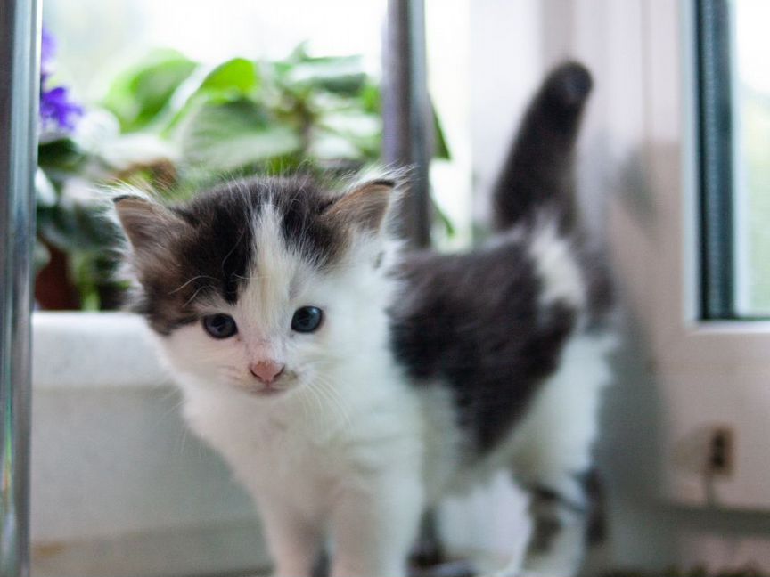 Сибирские котята