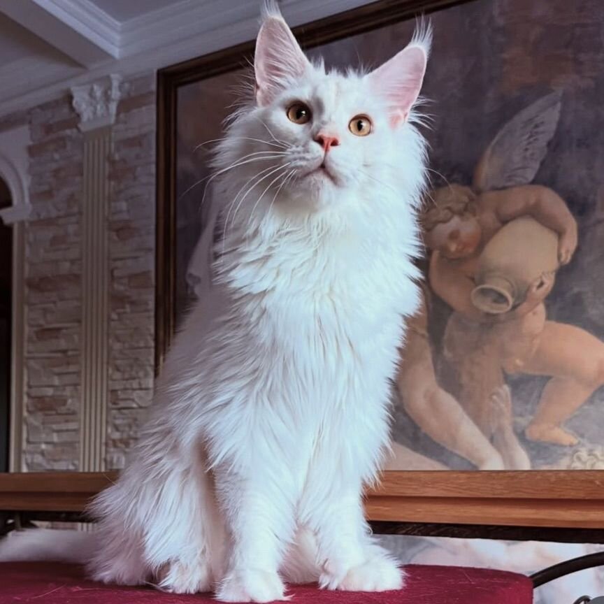 Котята мейкун