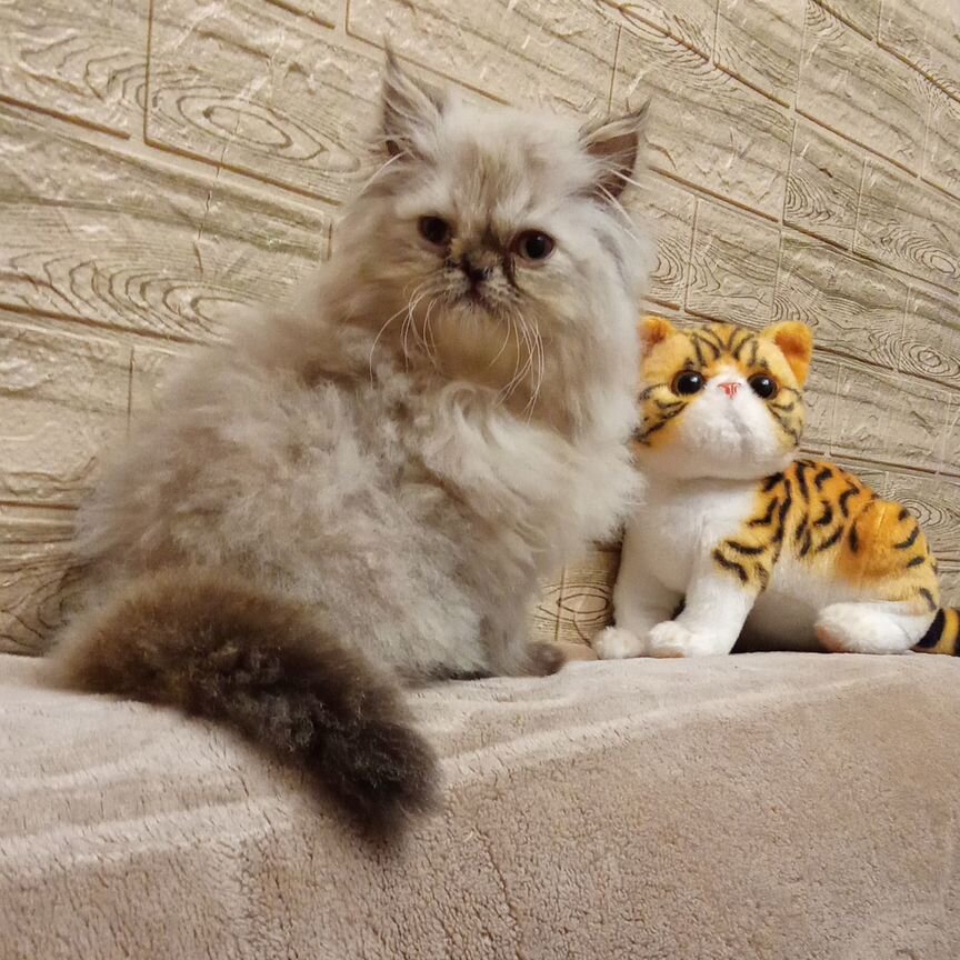 Продам персидского котенка