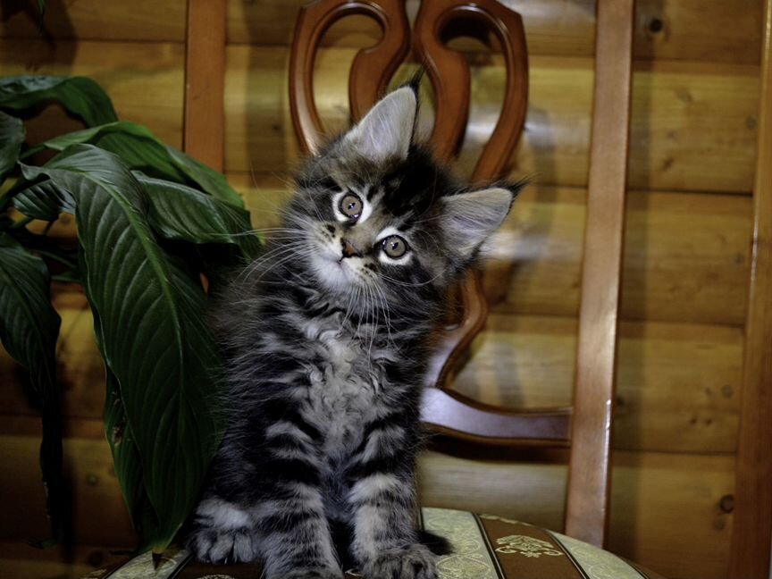 Котята мейн-кун