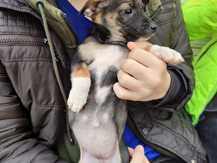 Отдам щенка девочку 1,5 мес