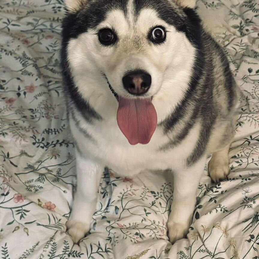 Отдам в добрые руки Хаски Помски