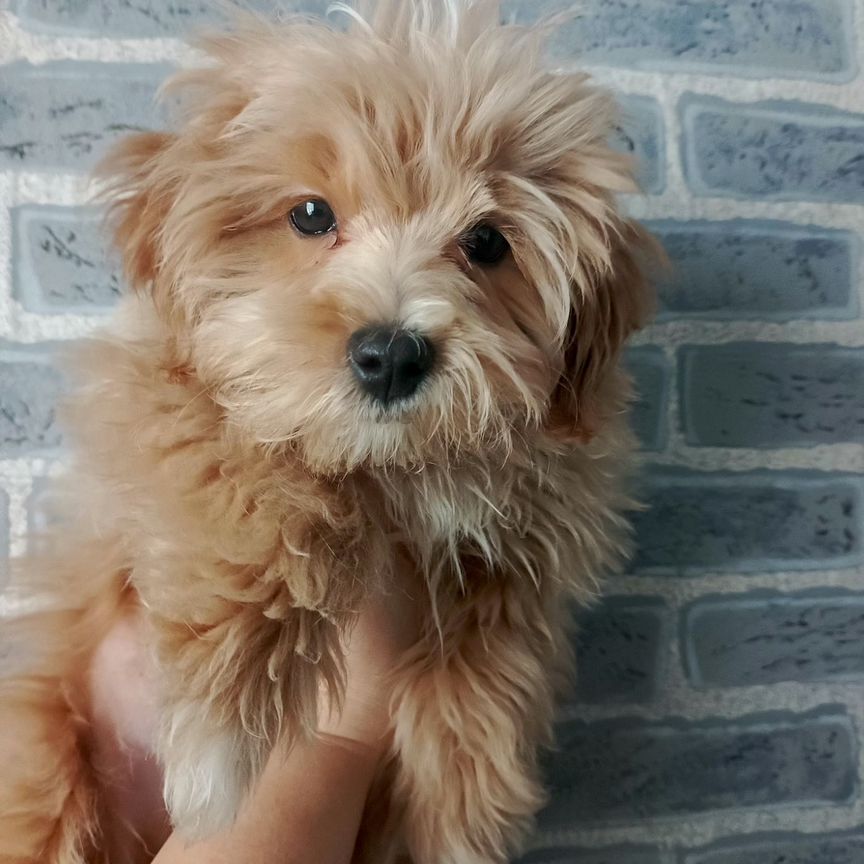 Мальтипу, щенок