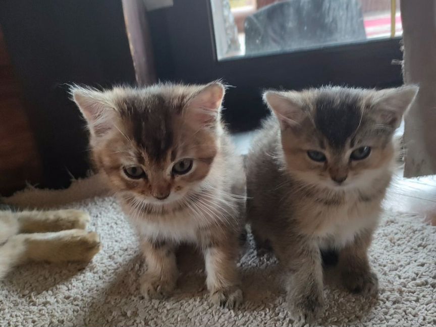 Шотландские котята золотая шиншилла