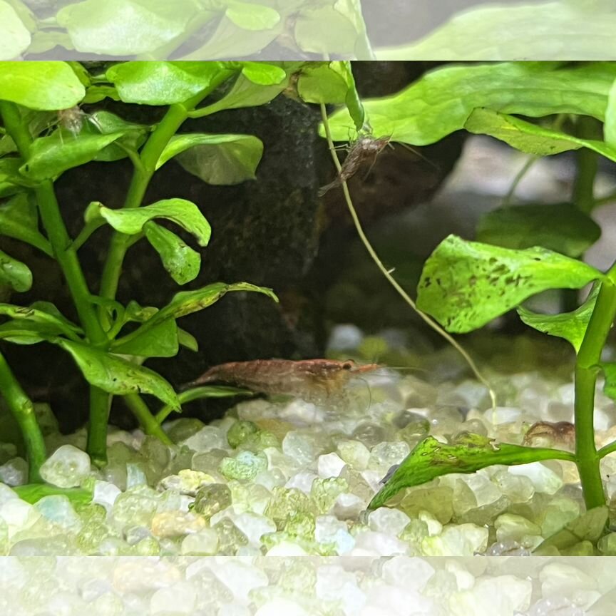 Креветки вишня