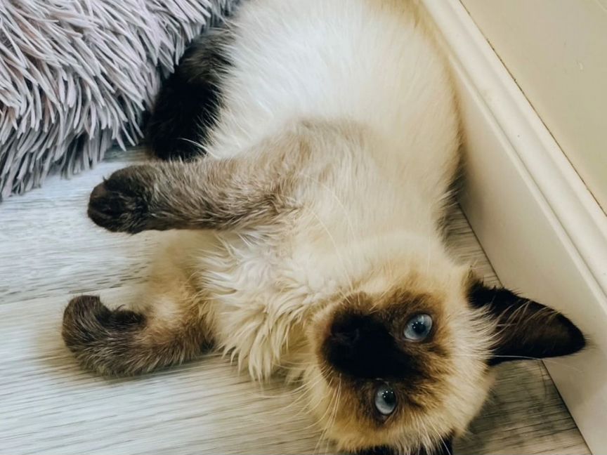 Тайский котенок из Дагестана