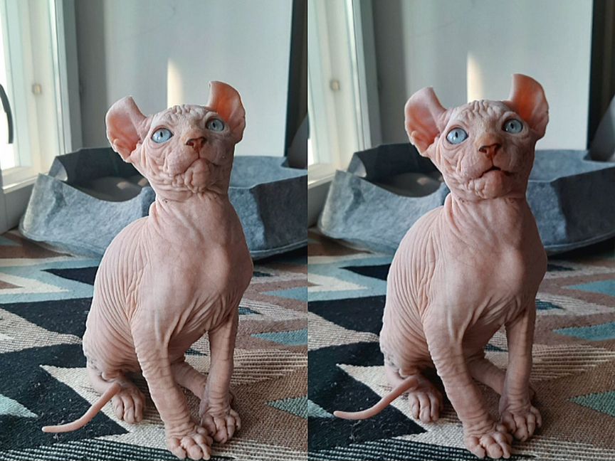 Канадский сфинкс эльф котенок