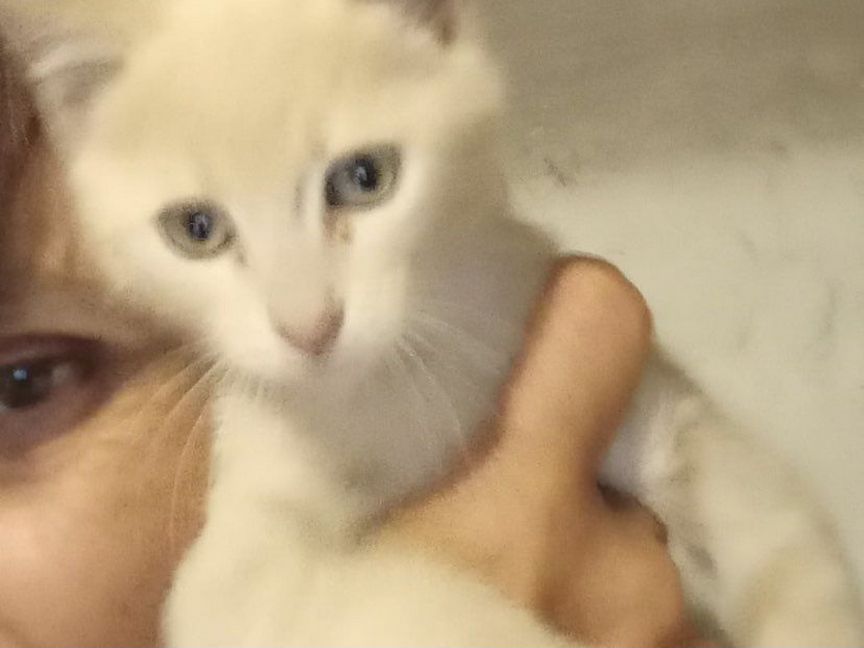 Котик мальчик персиковый