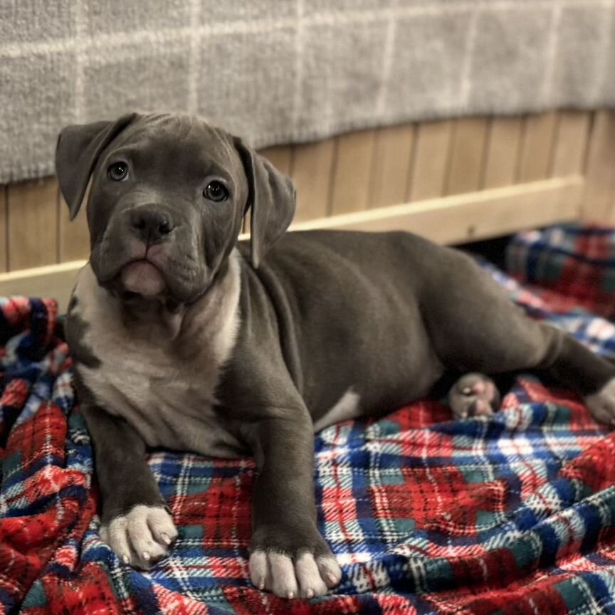 Американский стаффордширский терьер, щенок