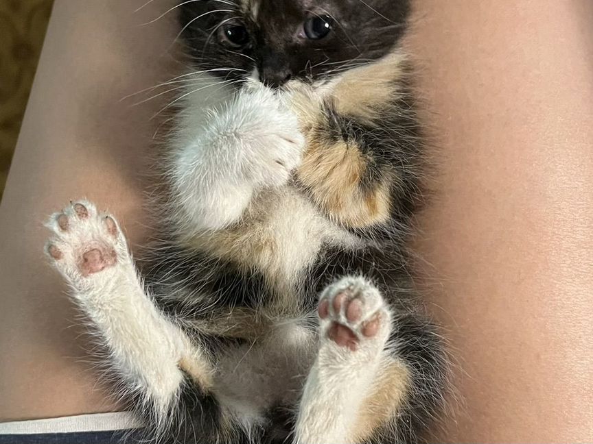 Кошки