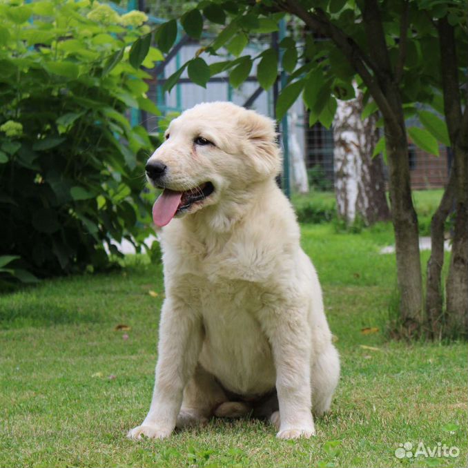 Щенок сао (алабай) девочка