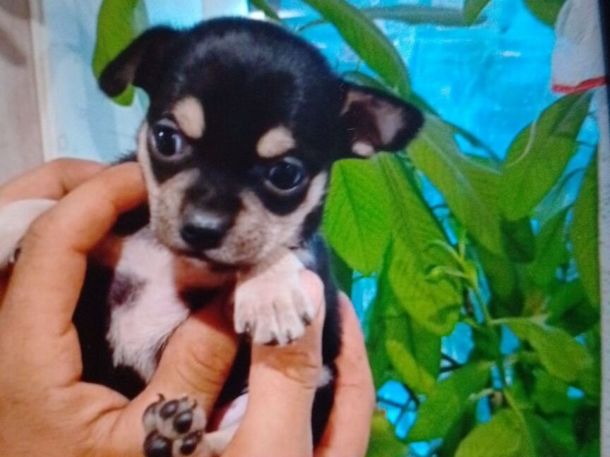 Чихуахуа мини мальчик