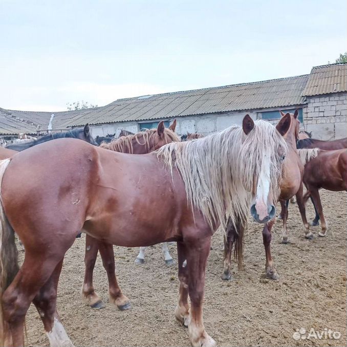 Продажа лошадей