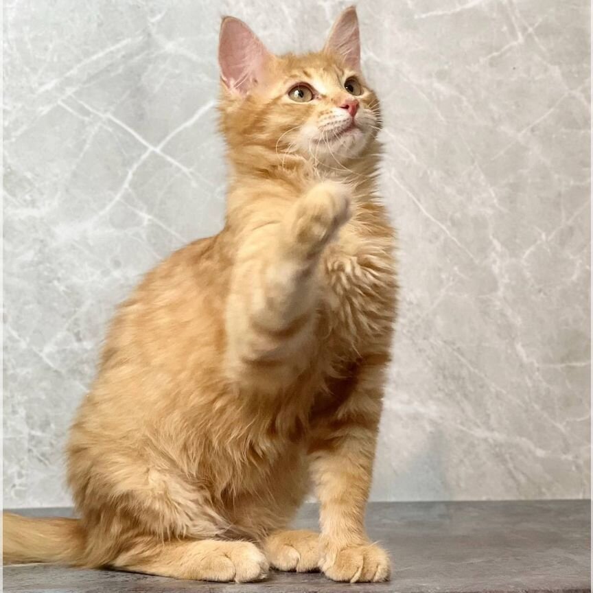 Рыжий котенок ищет дом