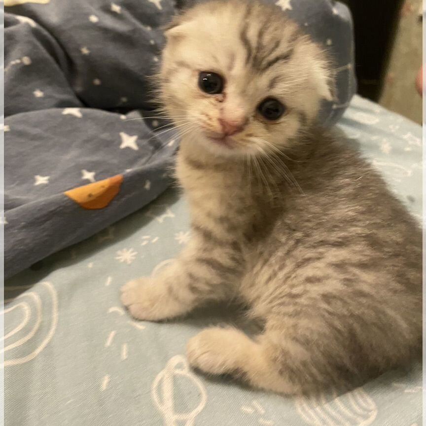 Шотландский вислоухий котик
