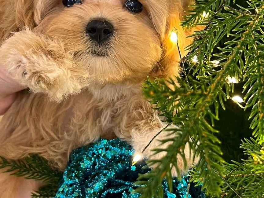 Темная карамель игрушечная девочка