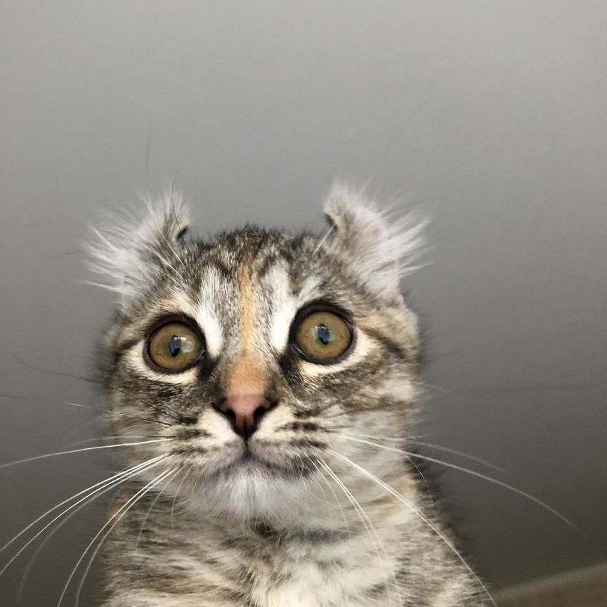 Американский кёрл котенок